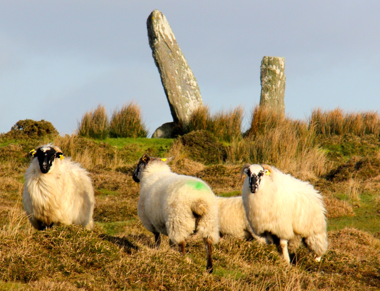 The Gallauns | West Cork History